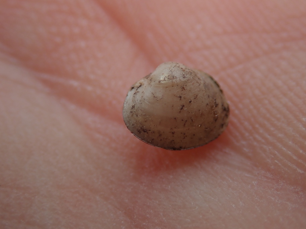 Pisidium casertanum (Molluscs of Sliacske travertiny) · BioDiversity4All