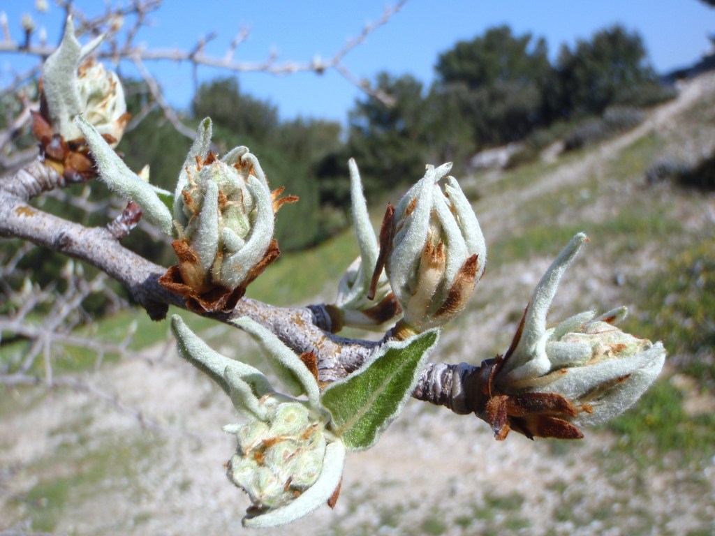 Almond-leaved pear (Pyrus spinosa) - Botanical Realm