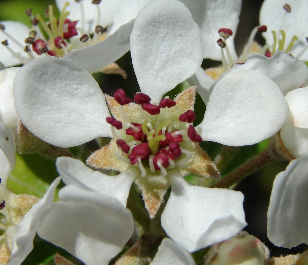 Almond-leaved pear (Pyrus spinosa) - Botanical Realm