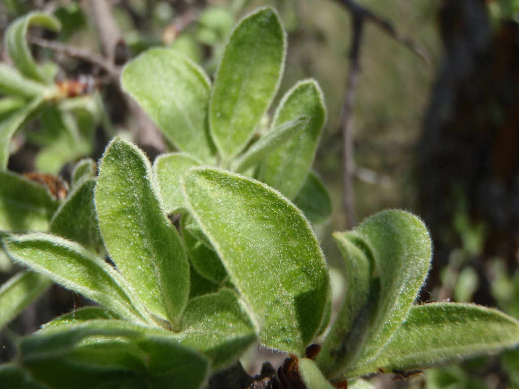 Almond-leaved pear (Pyrus spinosa) - Botanical Realm