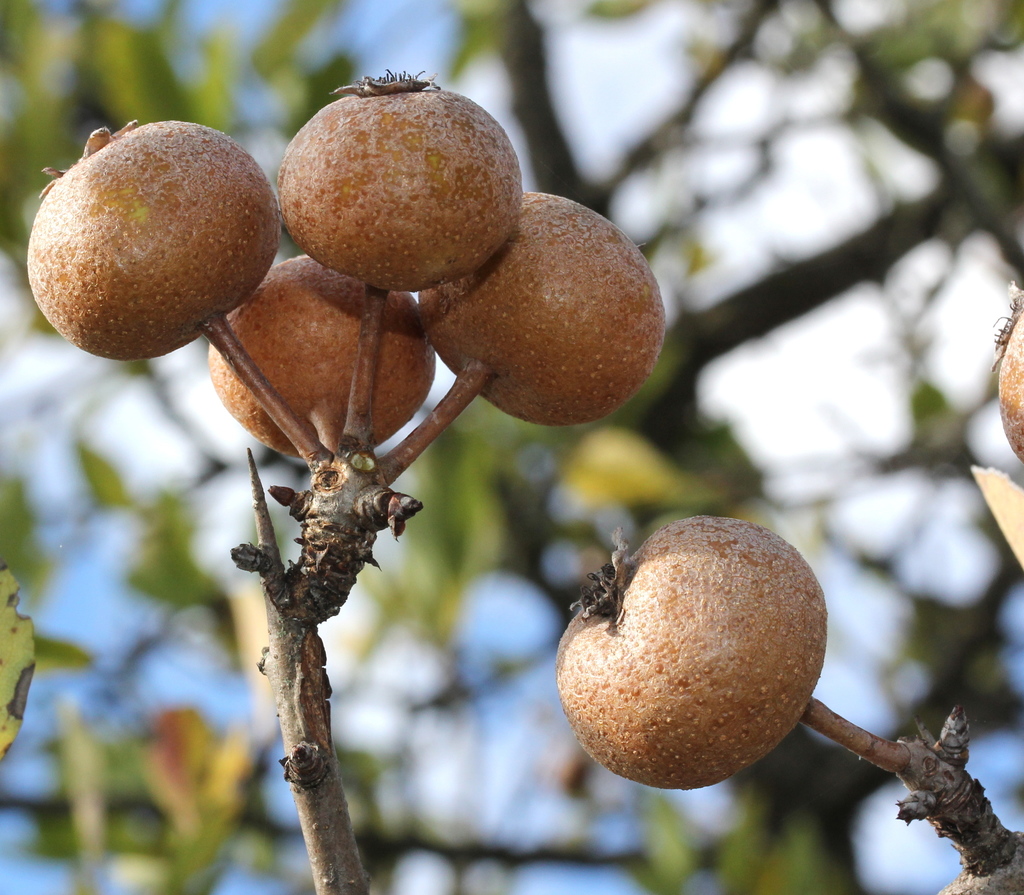 Almond-leaved pear (Pyrus spinosa) - Botanical Realm
