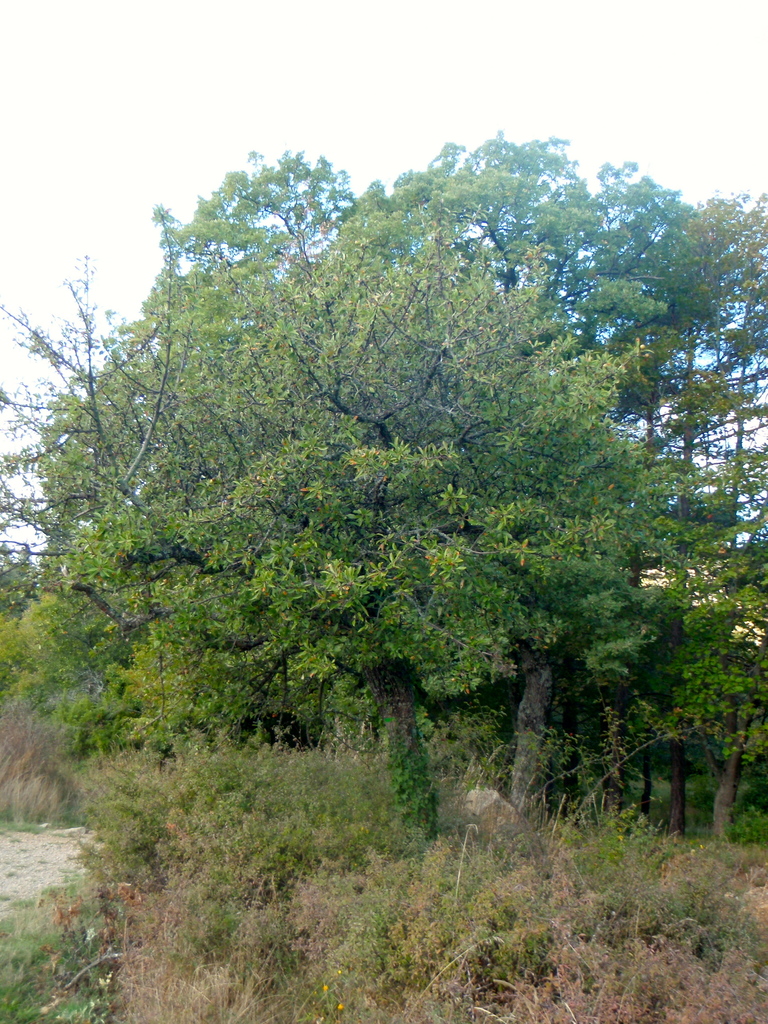 Almond-leaved pear (Pyrus spinosa) - Botanical Realm