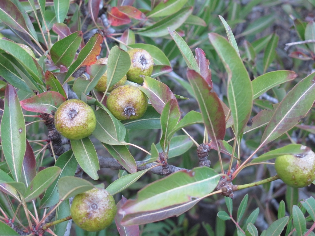 Almond-leaved pear (Pyrus spinosa) - Botanical Realm
