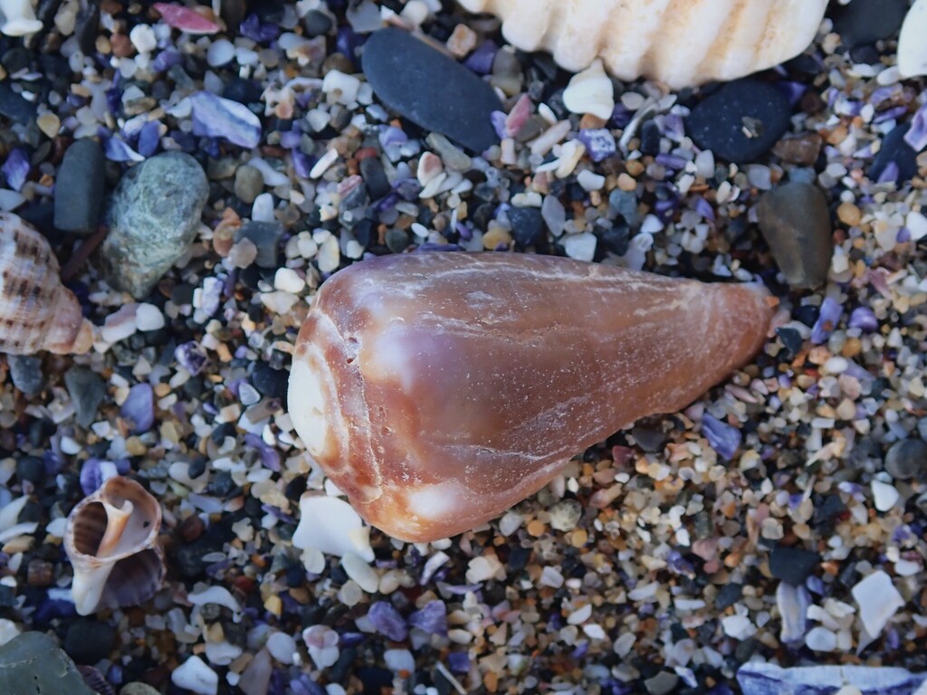 Rat Cone from Woolgoolga NSW 2456, Australia on May 5, 2026 at 01:27 PM ...