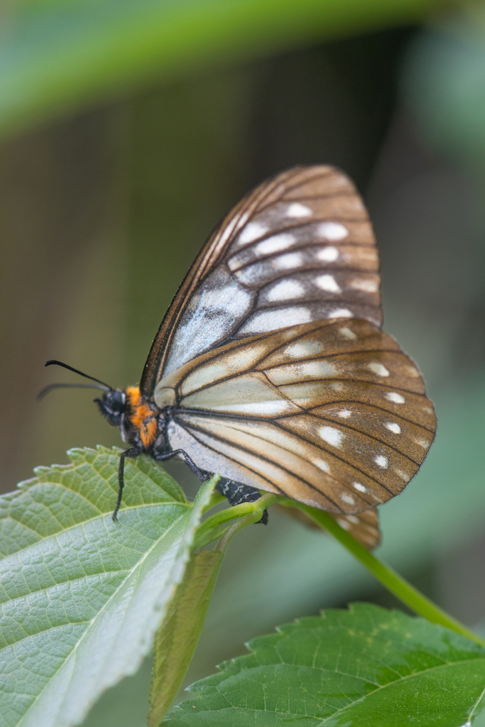 Calinaga buddha formosana from 台灣南投縣 on April 2, 2020 at 01:11 PM by ...