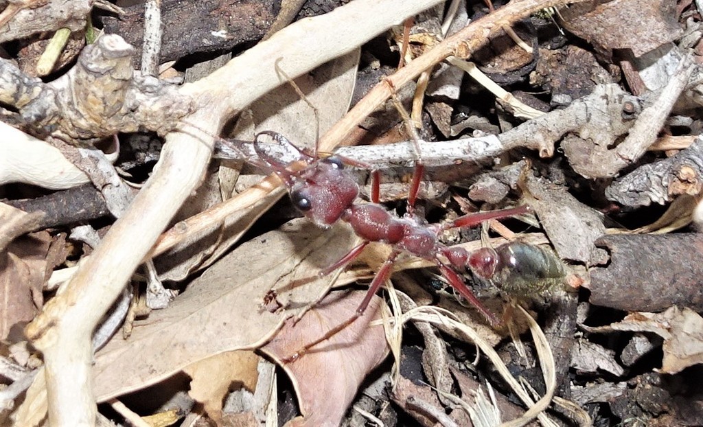 Giant Bulldog Ant from Vale View QLD 4352, Australia on April 3, 2020 ...