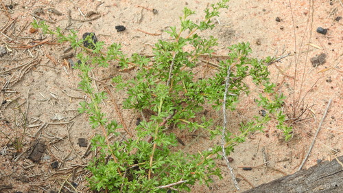 Dodonaea macrossanii · iNaturalist United Kingdom