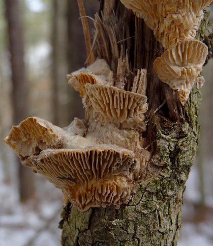 Daedalea quercina (Guía general de Macrohongos de Costa Rica) · iNaturalist