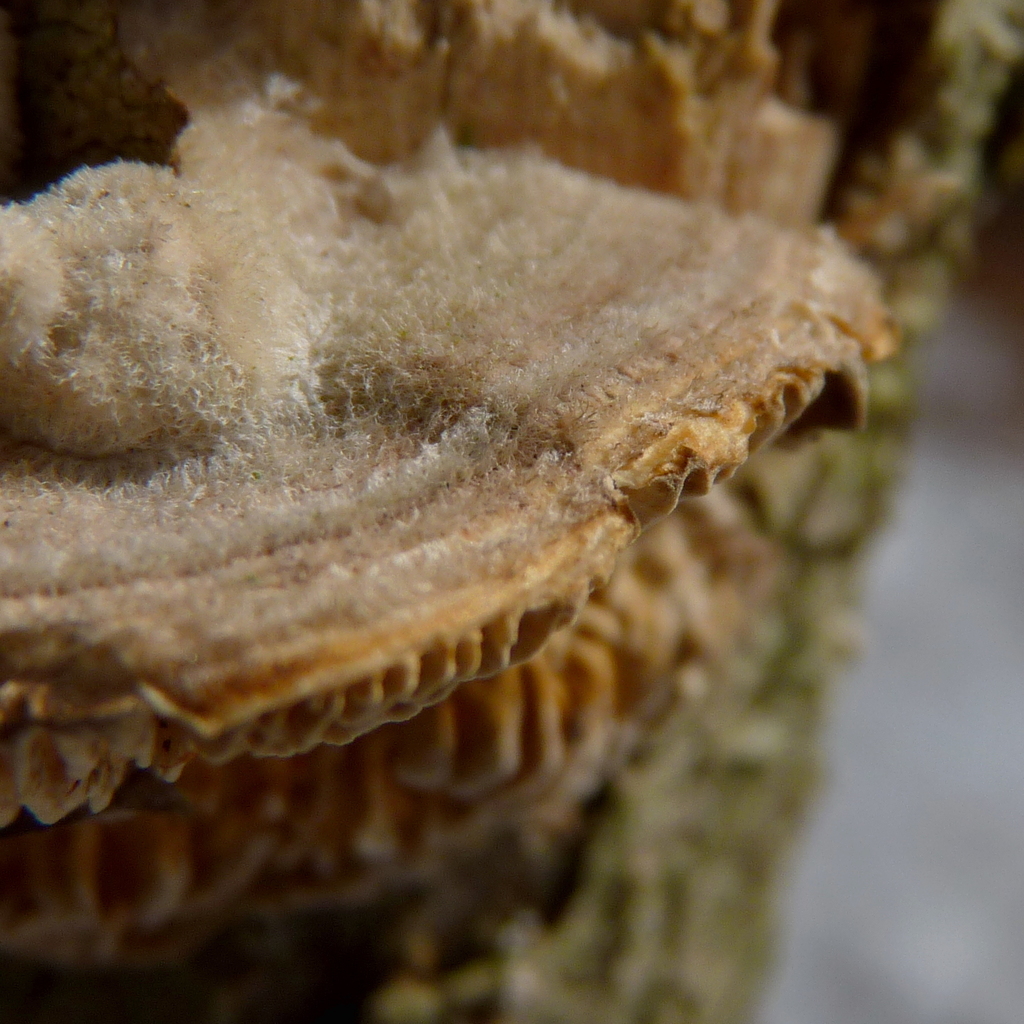 Daedalea quercina (Guía general de Macrohongos de Costa Rica) · iNaturalist