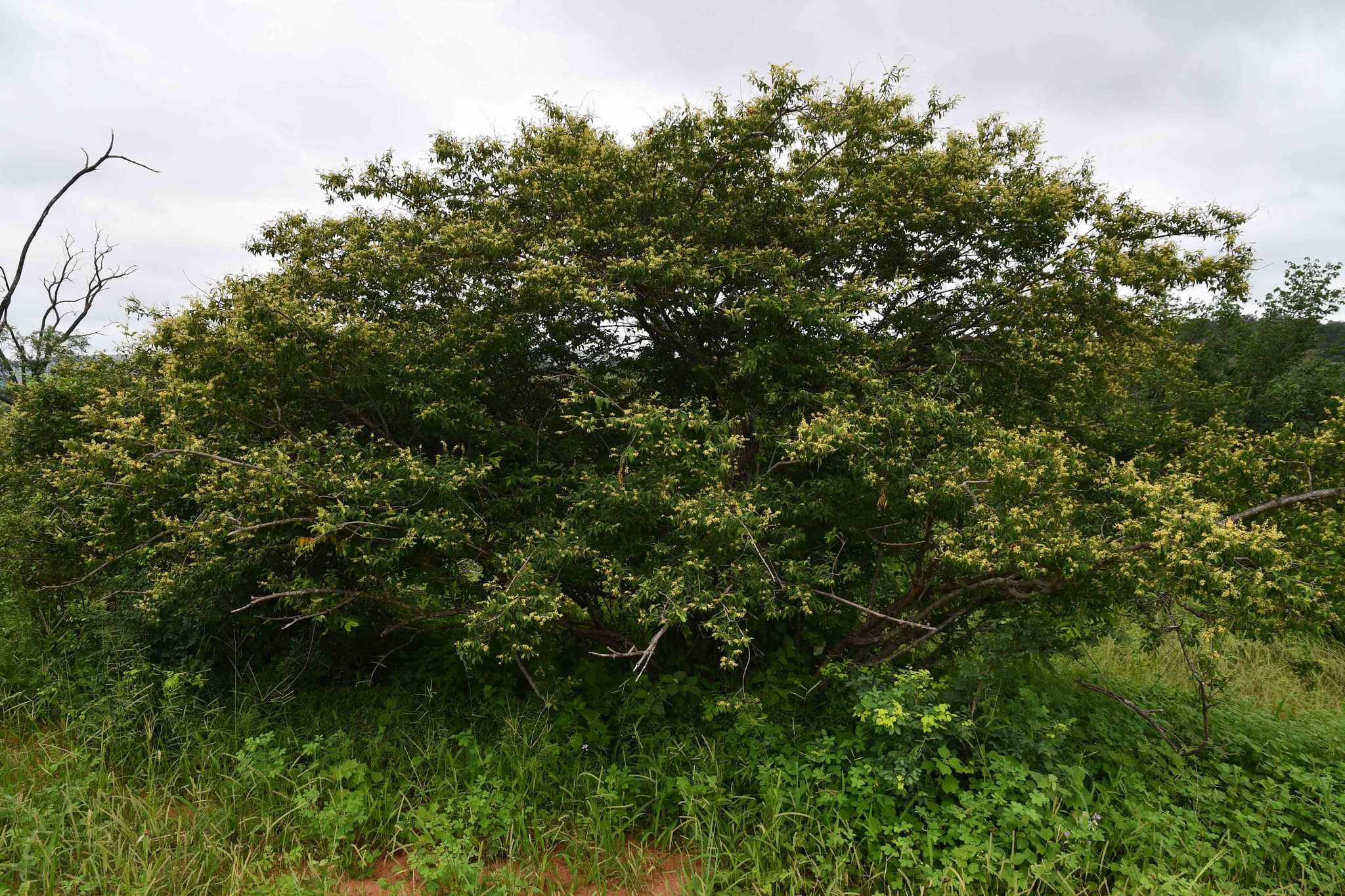 Combretum celastroides Welw. ex M.A.Lawson