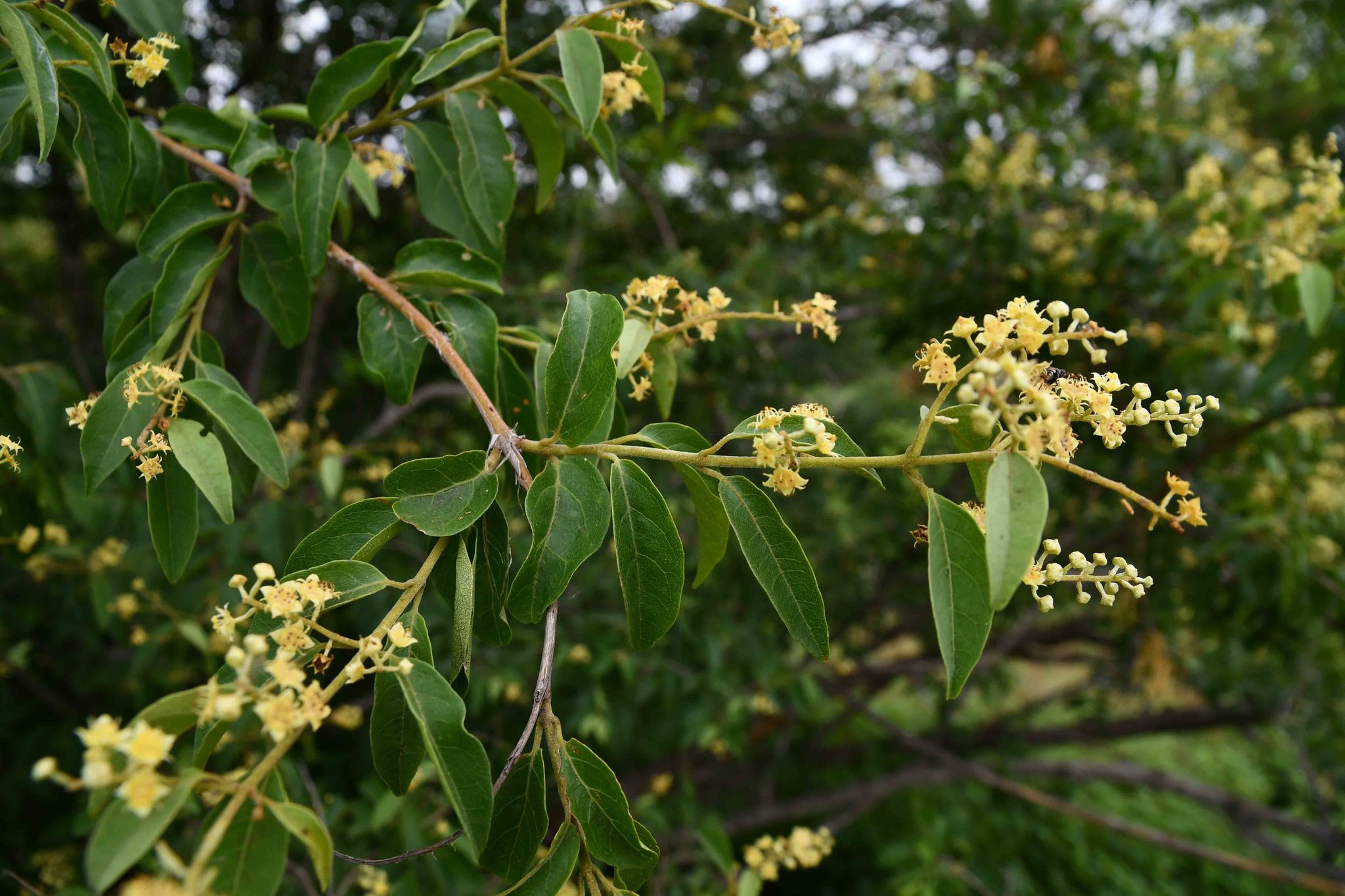 Combretum celastroides Welw. ex M.A.Lawson