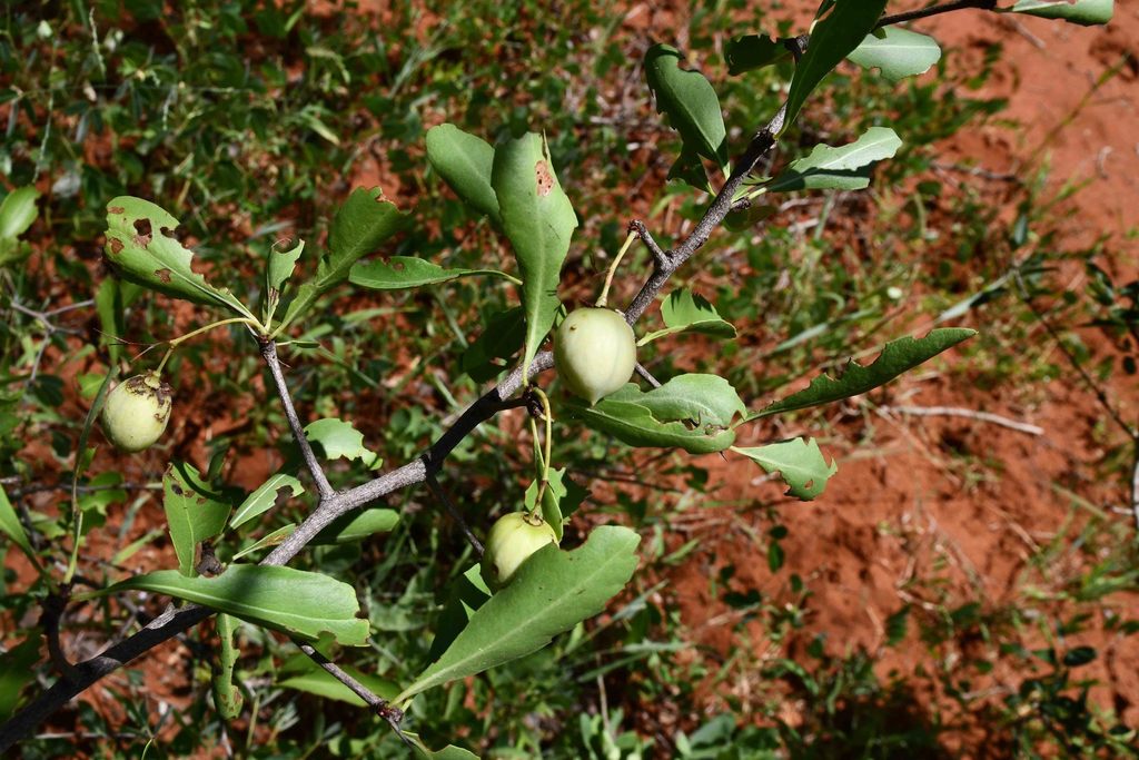 Large-Fruited Spike-Thorn (Gymnosporia oxycarpa) - Botanical Realm