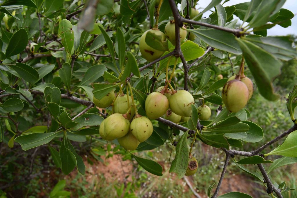 Large-Fruited Spike-Thorn (Gymnosporia oxycarpa) - Botanical Realm
