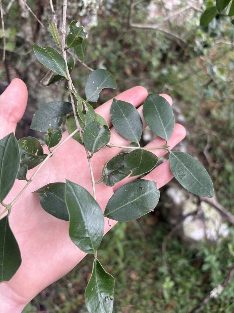 Black Ironwood from Vhembe District Municipality, South Africa on May 6 ...