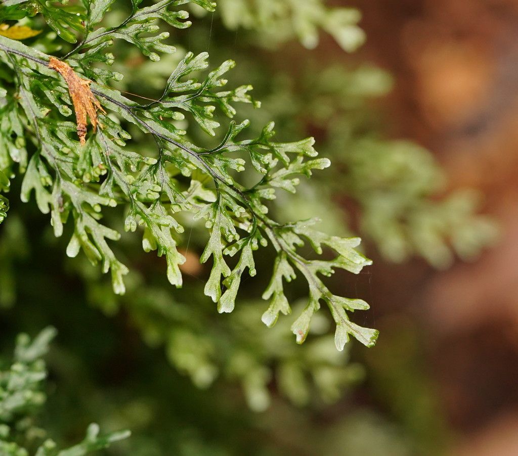 Austral Filmy-fern (Threatened Species recorded in Waipa District, New ...