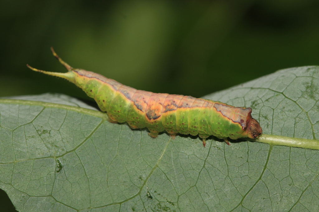 Furcula from Cerrito Creek, California 94706, USA on May 03, 2017 at 07 ...