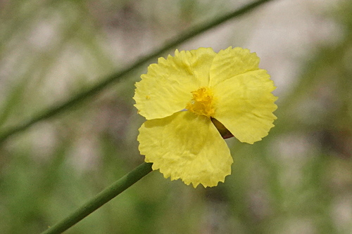 Xyris complanata · iNaturalist Mexico