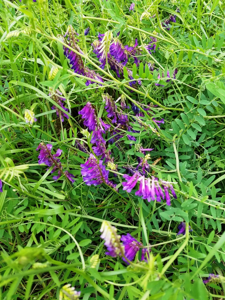 hairy vetch from Walker, Texas, United States on March 12, 2017 at 01: ...