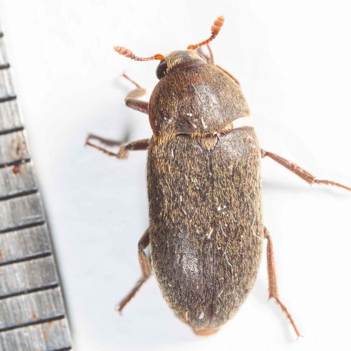 Black Larder Beetle (Dermestes ater) · iNaturalist
