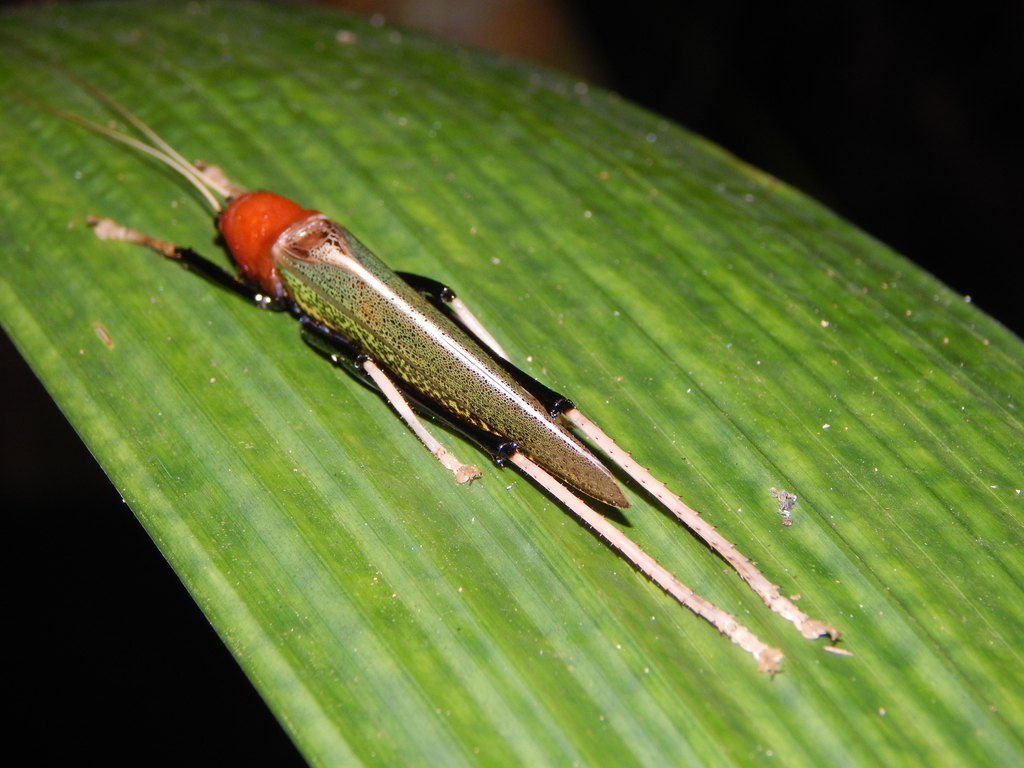 Macroxiphus sumatranus from Teluk Meranti, Pelalawan Regency, Riau ...