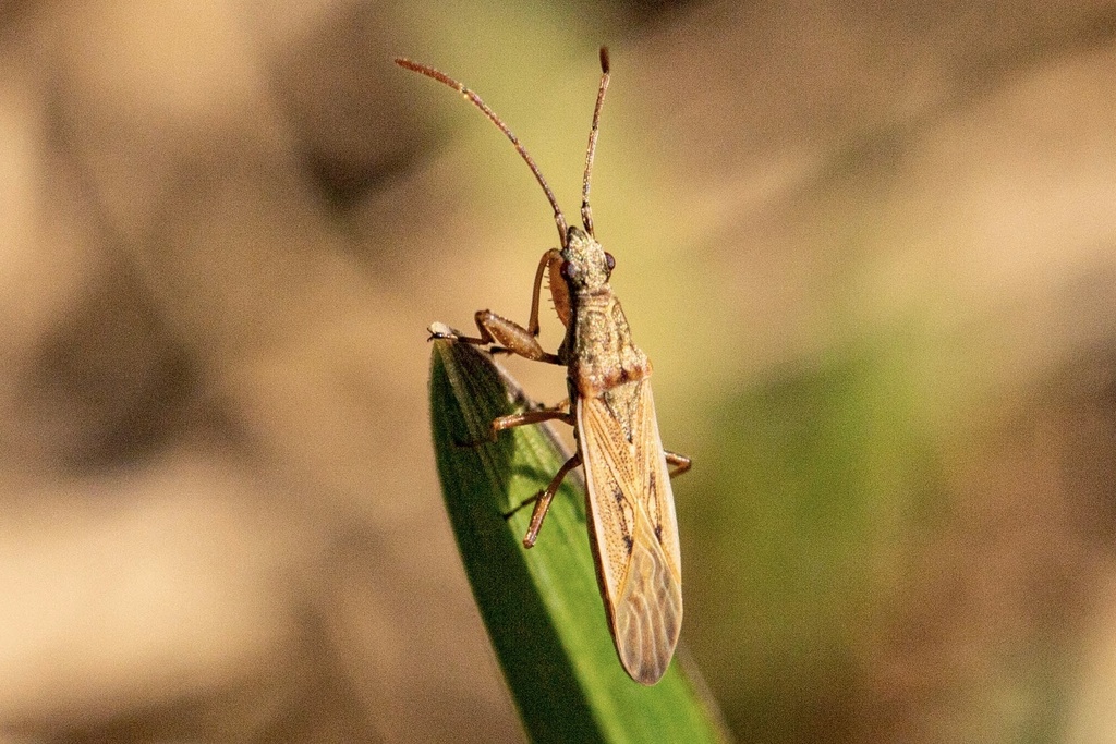 Paromius gracilis (Hemiptera of Botswana) · iNaturalist