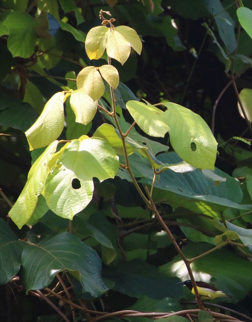 (Spatholobus parviflorus) - Botanical Realm