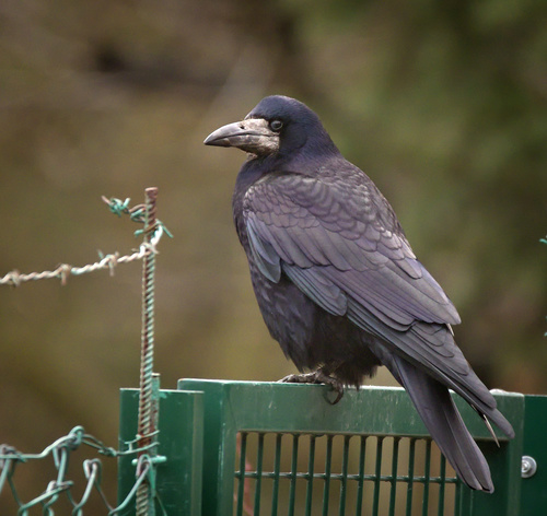 Western Rook (Subspecies Corvus frugilegus frugilegus) · iNaturalist