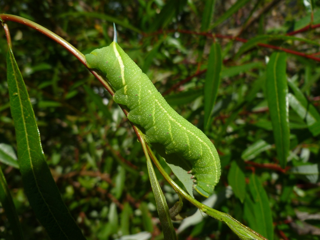 Southwestern Eyed Sphinx (Our plants could host these...) · iNaturalist