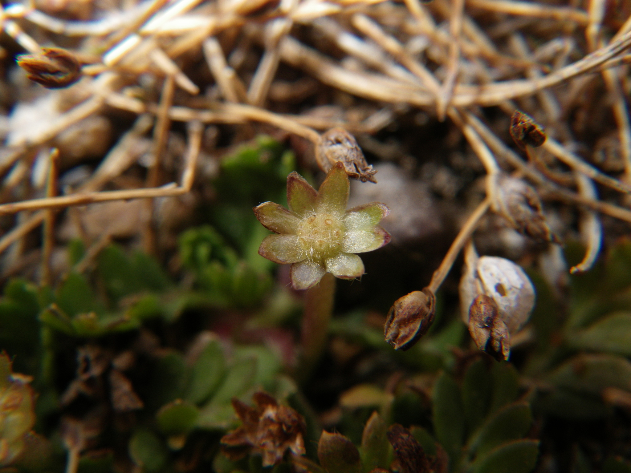 Cotula mexicana (DC.) Cabrera
