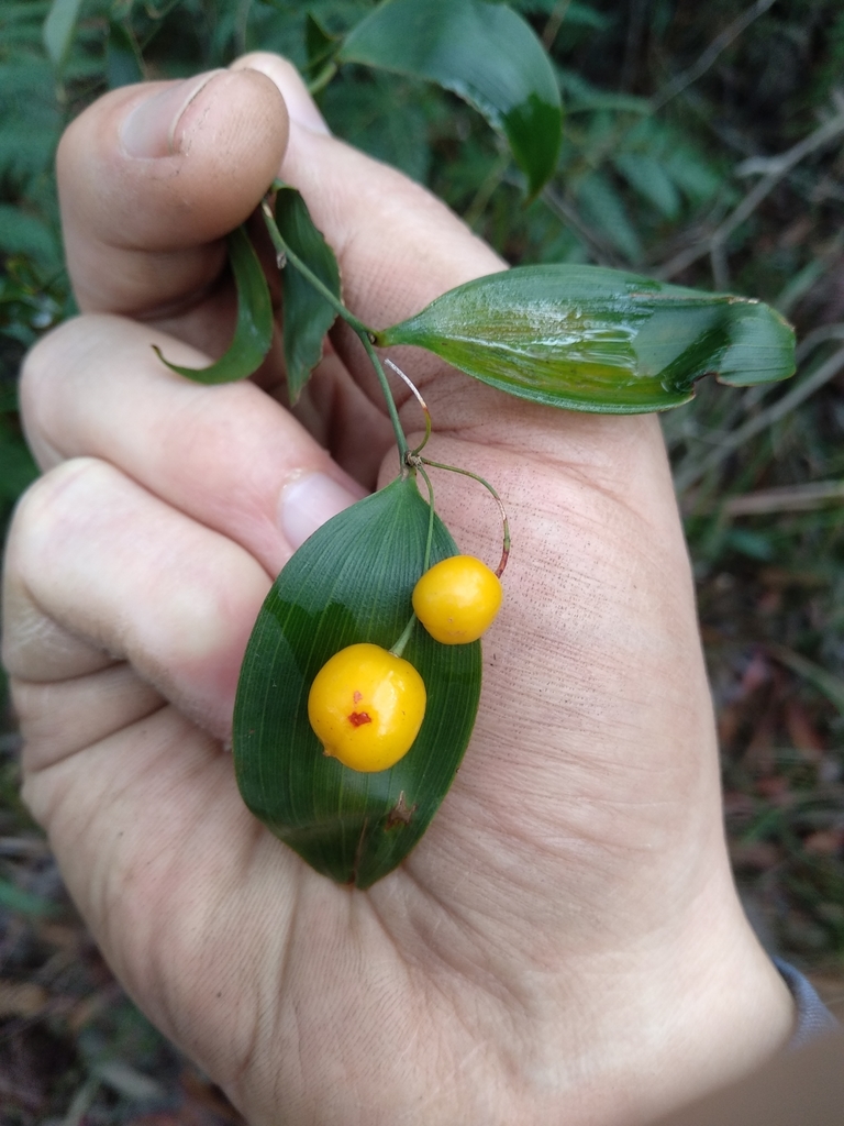 Wombat Berry from Royal National Park NSW 2233, Australia on April 3 ...