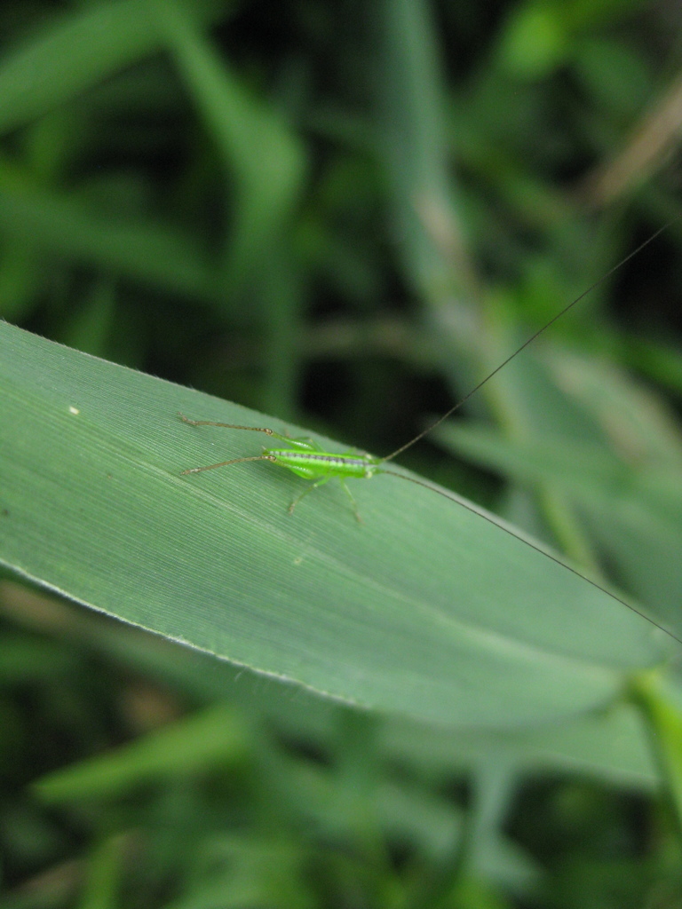 Spotted Meadow Katydid from Kiaracondong, Bandung City, West Java ...