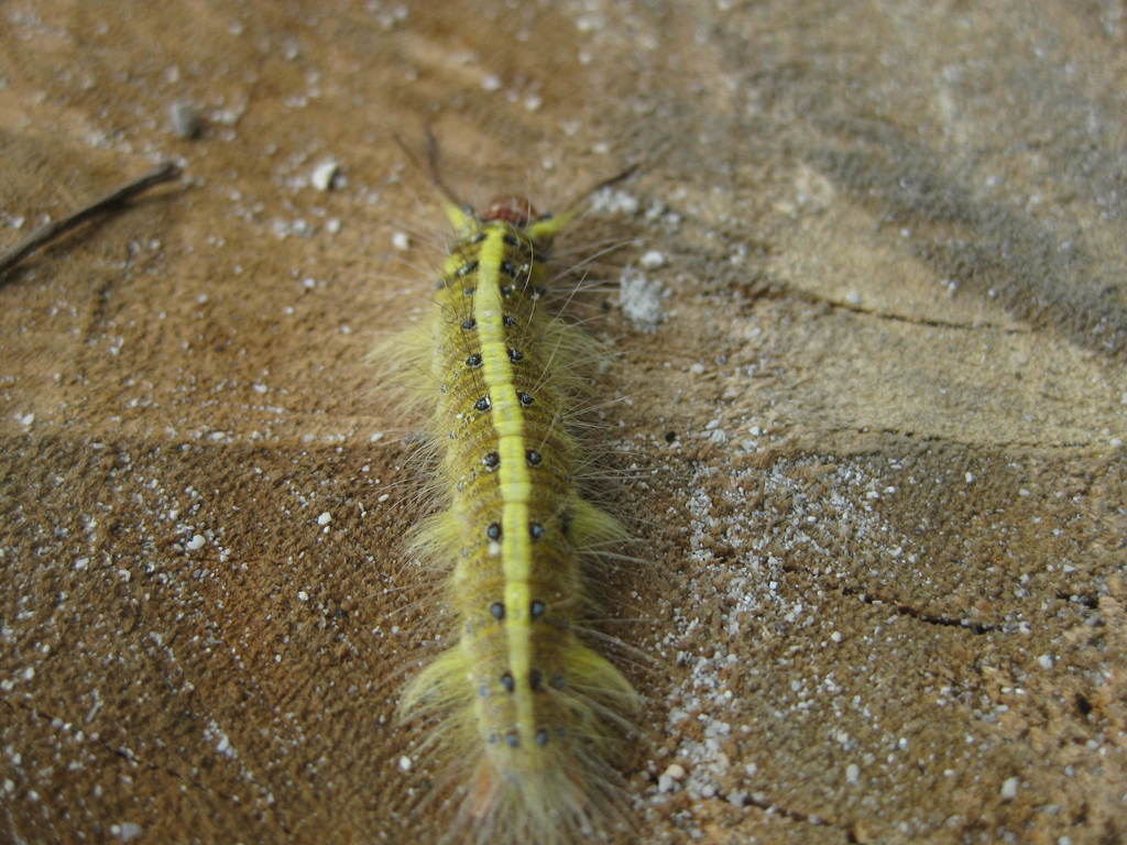 Trabala pallida from Pari Island, Kepulauan Seribu Regency, Jakarta ...