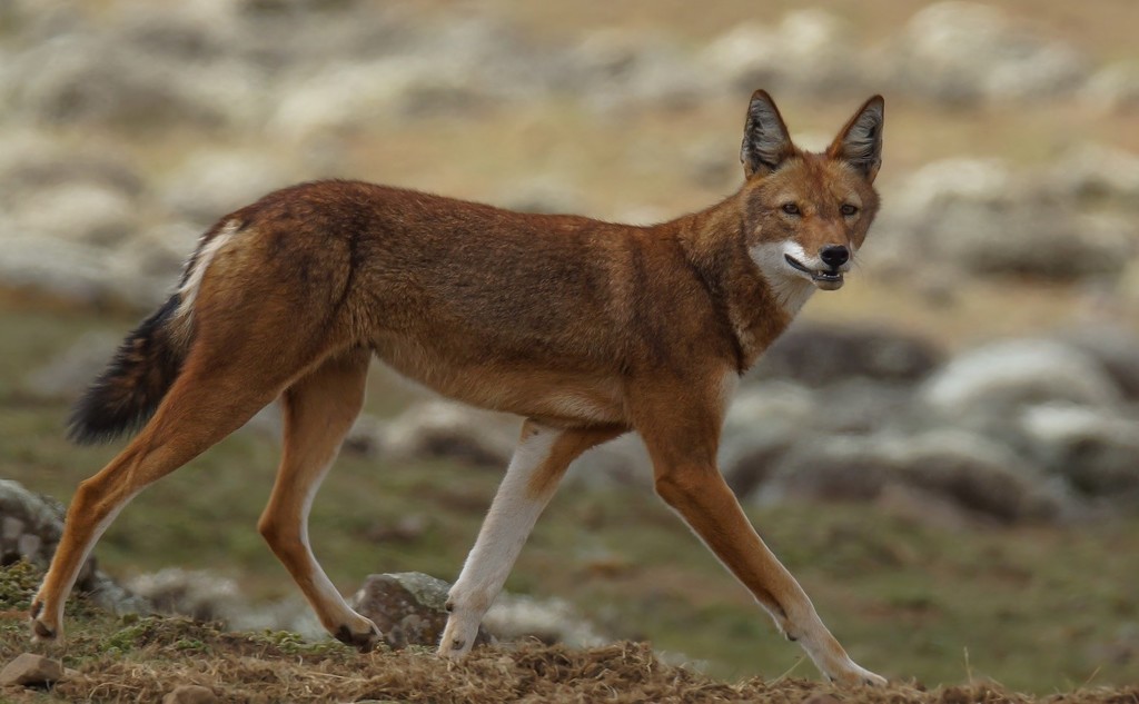 Ethiopian Wolf (Canis simensis) - Know Your Mammals
