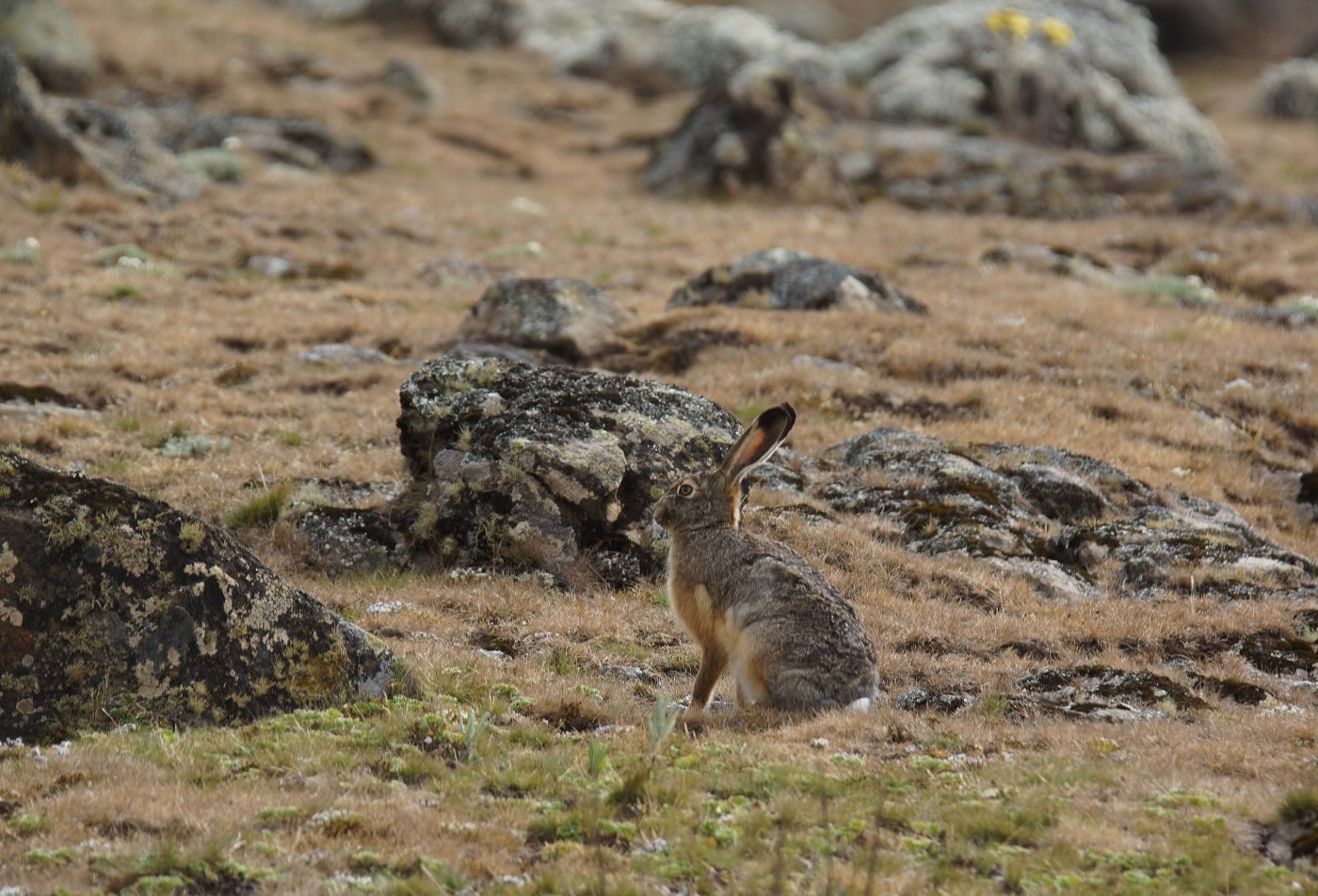 Lepus starcki Petter, 1963