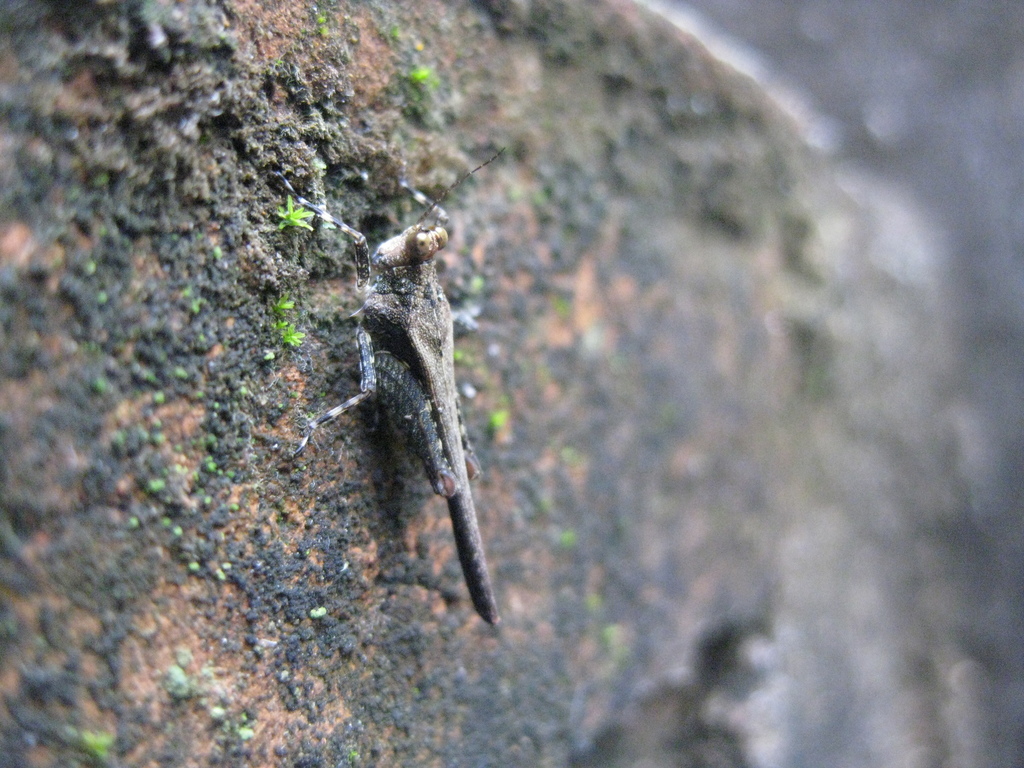 Criotettix bispinosus from Kiaracondong, Bandung City, West Java ...