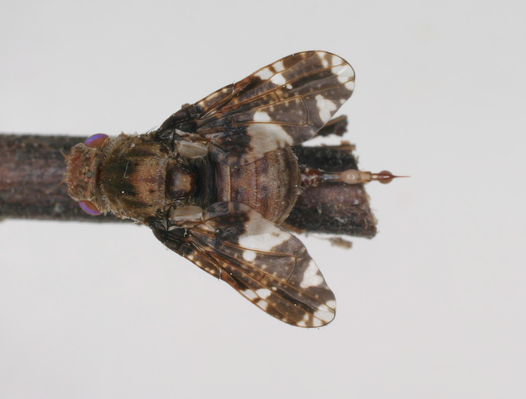 Goldenrod Gall Fly from Triangle Township, North Carolina, United ...
