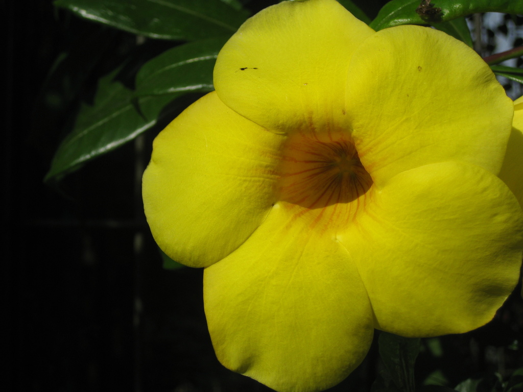 Golden Trumpet from Dau, Malang Regency, East Java, Indonesia on June 9 ...