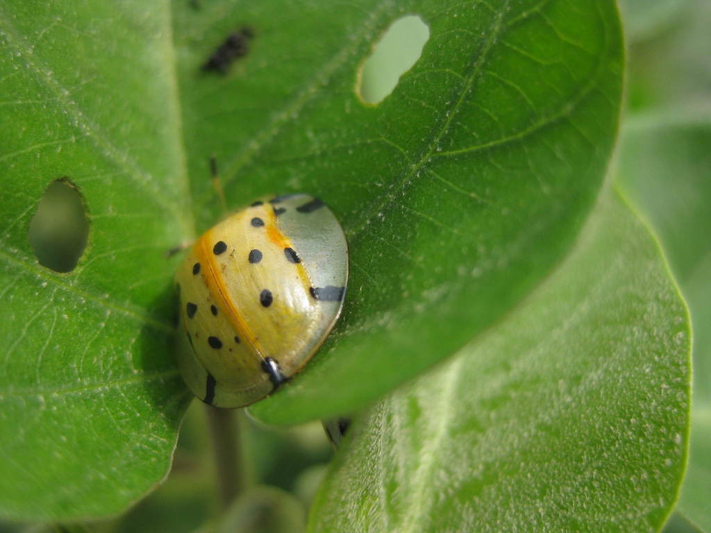 Asian Spotted Tortoise Beetle from Antapani, Bandung City, West Java ...