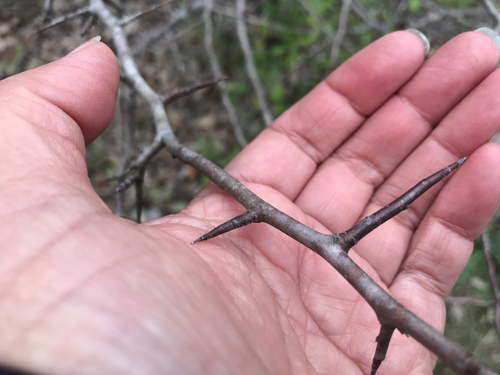 Texas Crabapple (Variety Malus ioensis texana) · iNaturalist