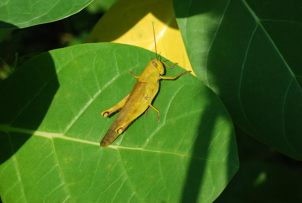 Javanese Grasshopper from Ciracap, Sukabumi Regency, West Java ...