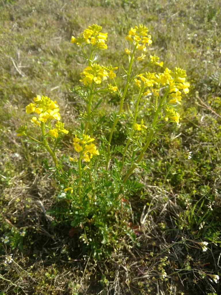 land cress from Greensboro, MD 21639, USA on April 03, 2020 at 08:46 AM ...