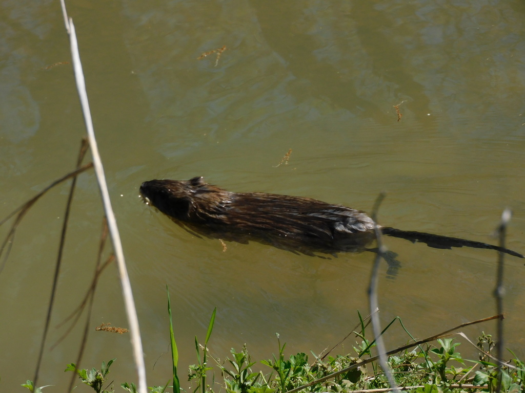Muskrat (Ondatra zibethicus) - Know Your Mammals