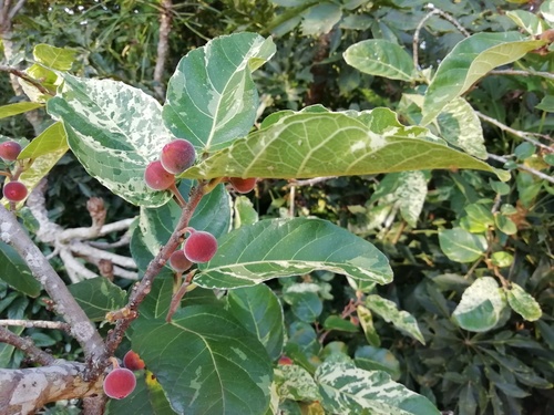 Form Ficus aspera parcellii · iNaturalist