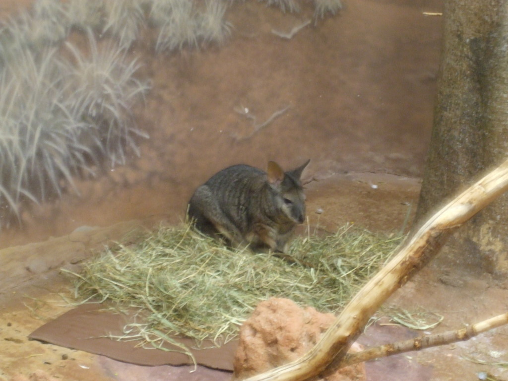 Black Wallaroo (Osphranter bernardus) - Know Your Mammals