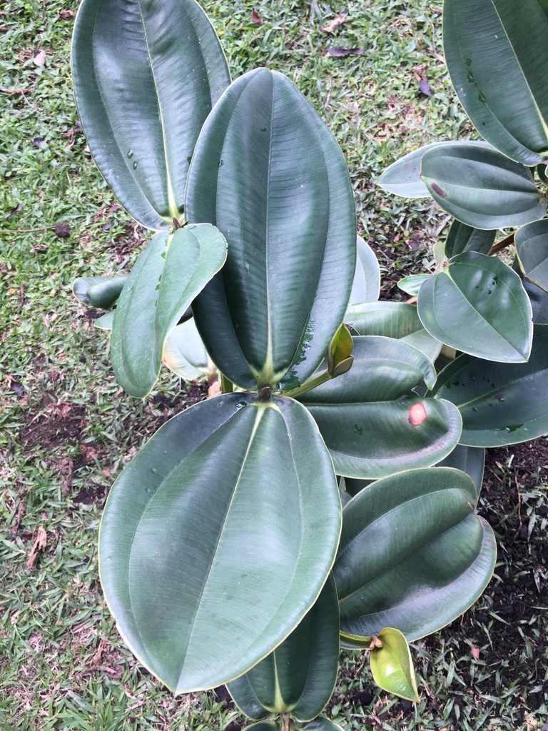 Blakea princeps in April 2020 by miguelquinteroc · iNaturalist