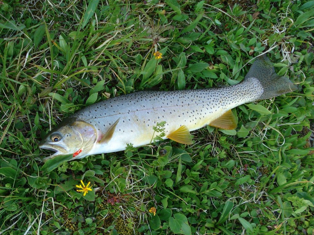 Westslope Cutthroat Trout (Oncorhynchus lewisi) - Marine Life ...