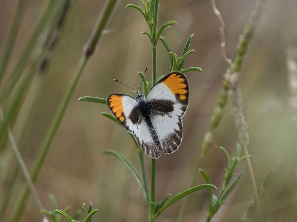 Small Orange Tip from Oshikoto Region, Namibia on March 15, 2020 at 10: ...