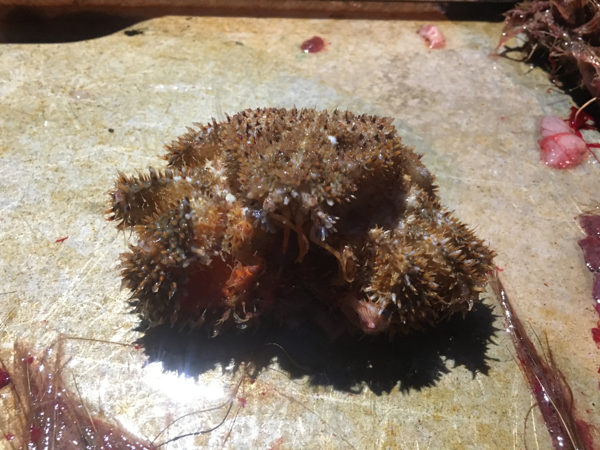 Acantholithodes hispidus (Stimpson, 1860)