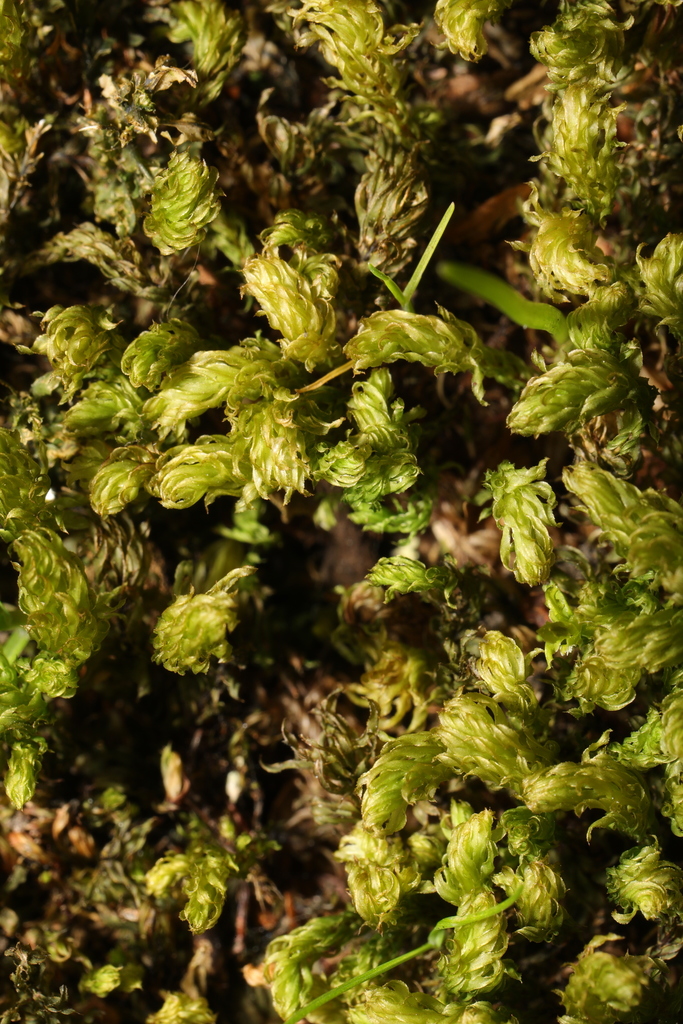 Horn Calcareous Moss from Allerton Cemetery, Springwood Avenue ...
