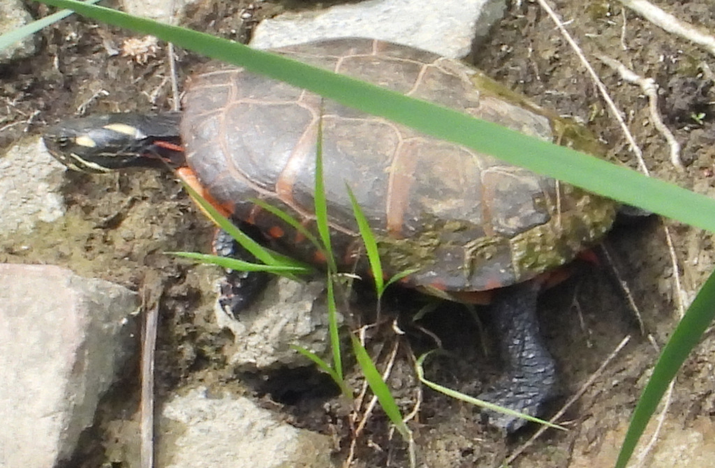Eastern Painted Turtle from FDA Blvd, Silver Spring, MD, USA on May 6 ...